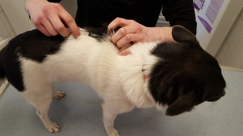 Vaccinatie bij de hond, de kleine en de grote cocktail – hond in de pot